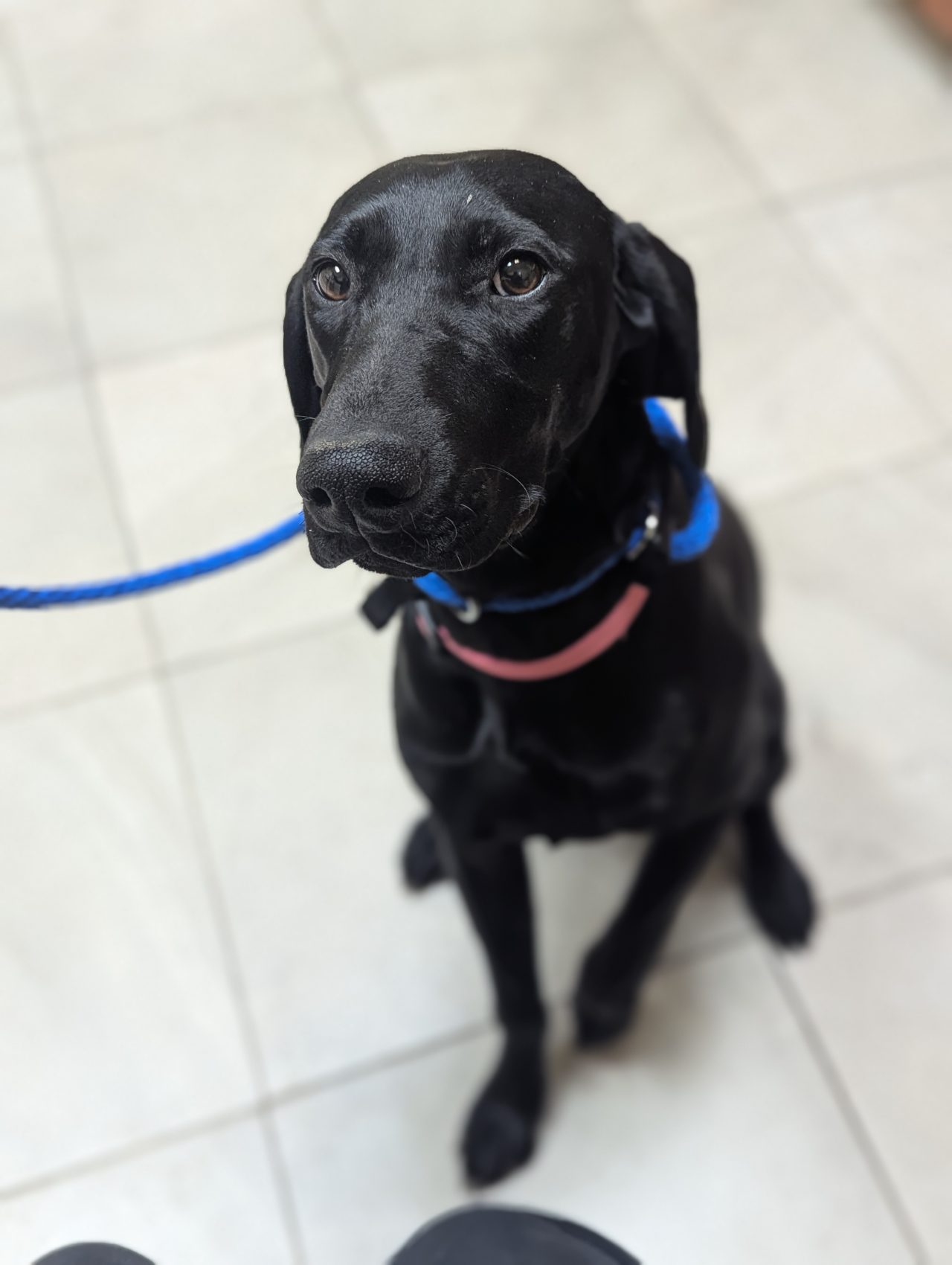 Adoptable Dogs! | Mid-Atlantic German Shorthaired Pointer Rescue